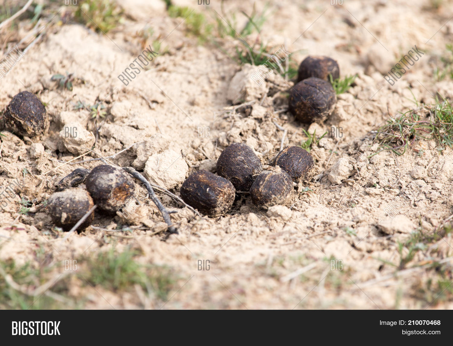 Horse Poo . Park Image & Photo (Free Trial) | Bigstock