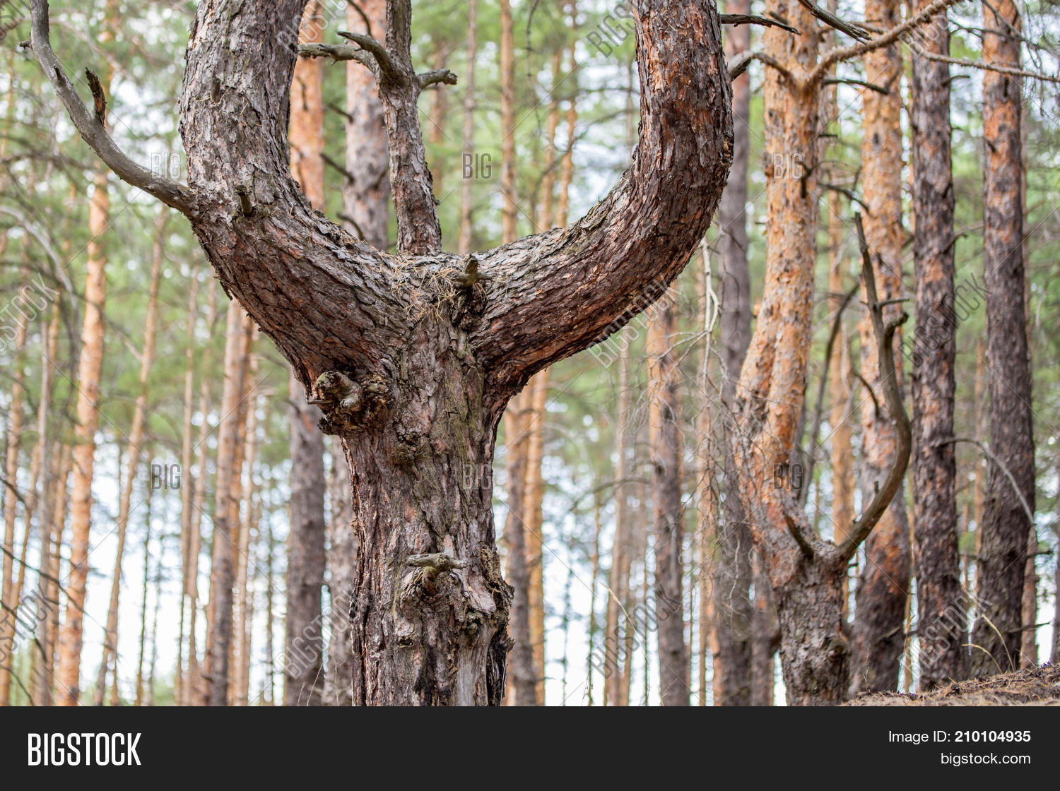 Old Crooked Pine Tree Image & Photo (Free Trial) | Bigstock