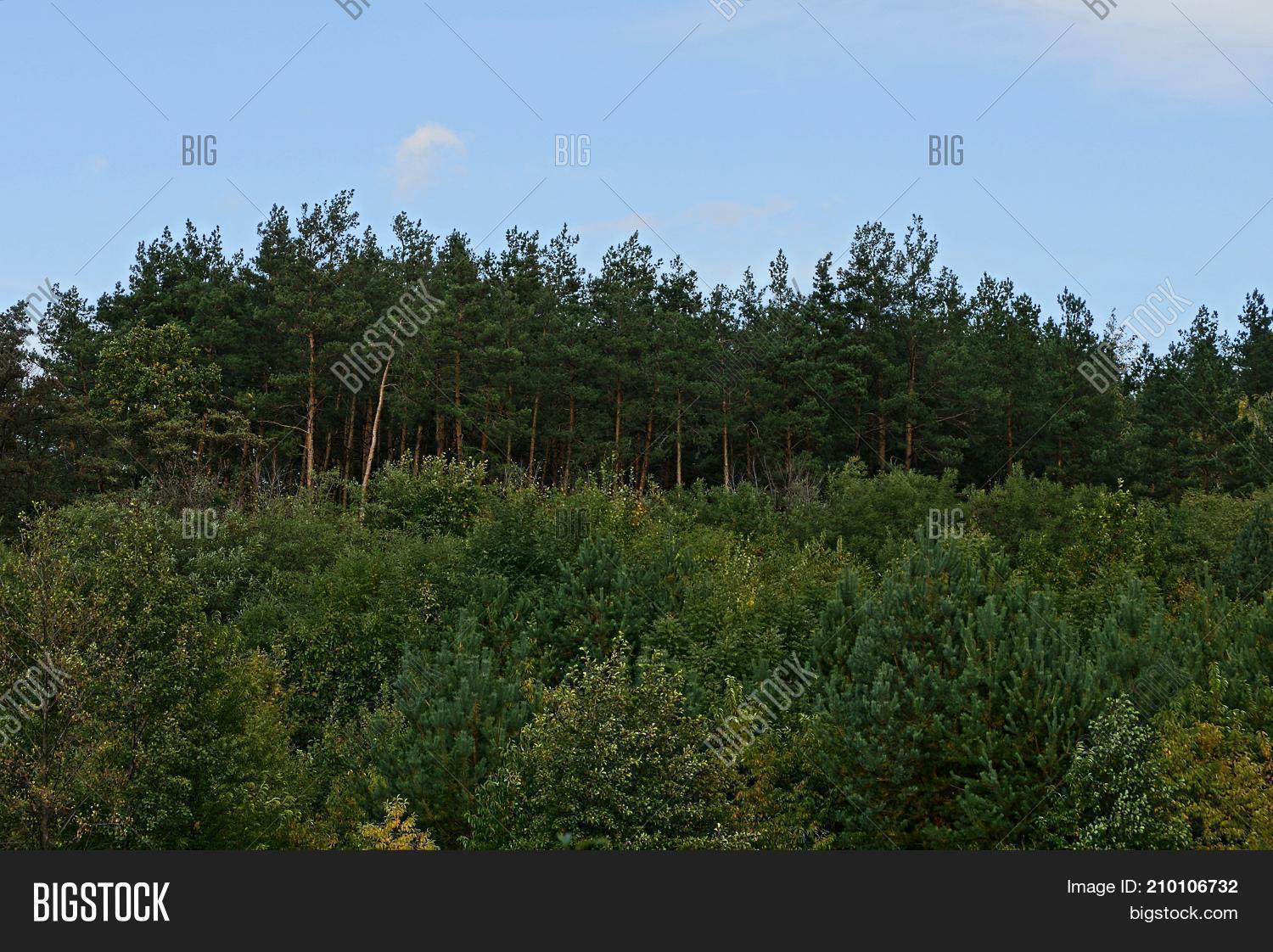 Forest Edge Pines Image & Photo (Free Trial) | Bigstock