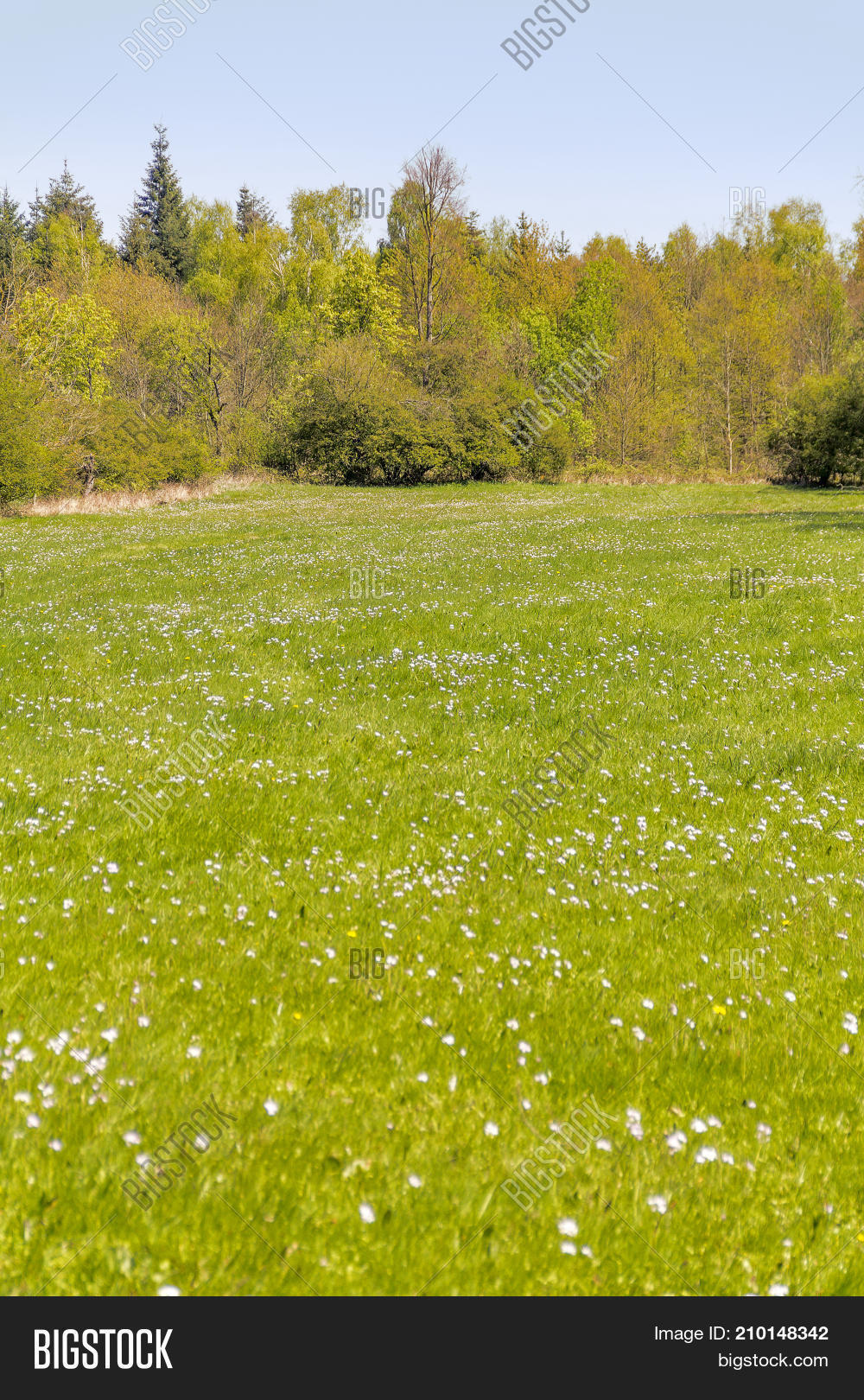 Sunny Woodside Scenery Image & Photo (Free Trial) | Bigstock