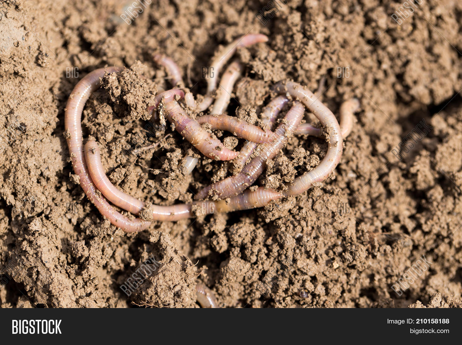 Earthworms On Soil. Image & Photo (Free Trial) | Bigstock