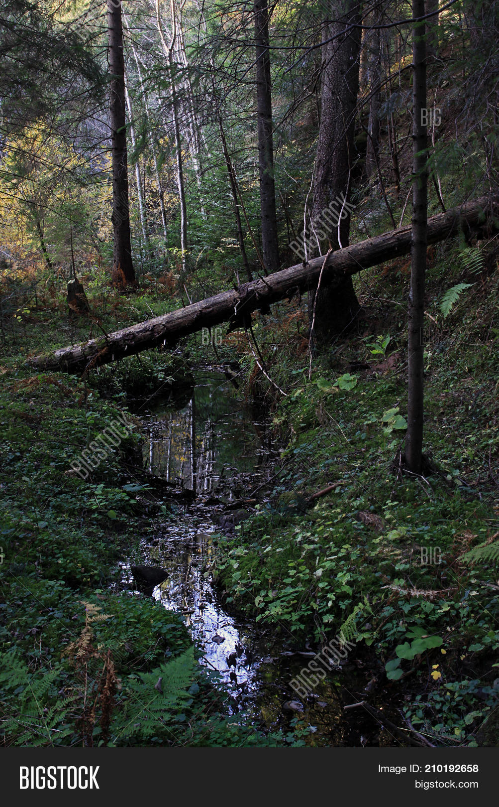 Trees Deep Forest Over Image & Photo (Free Trial) | Bigstock