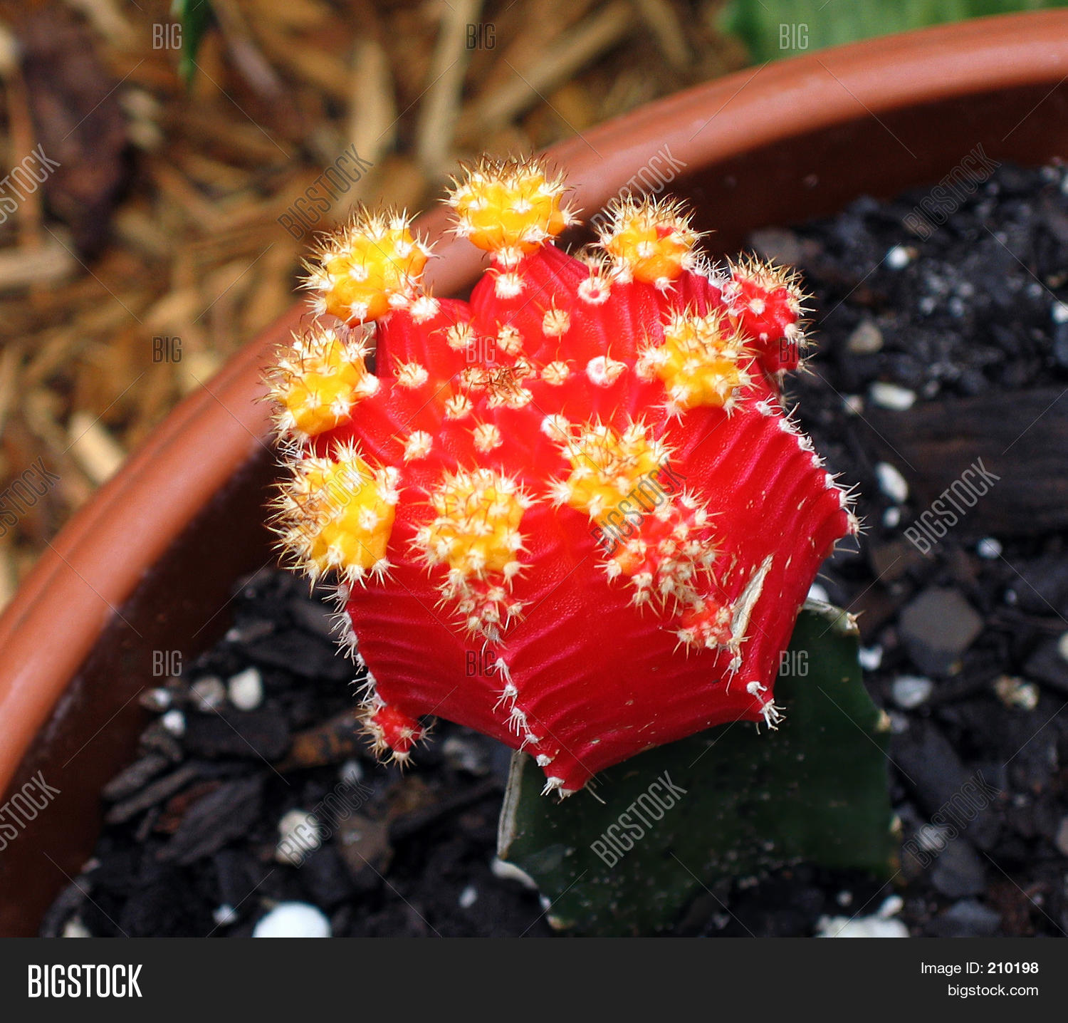 Moon Cactus Bloom Image & Photo (Free Trial) | Bigstock