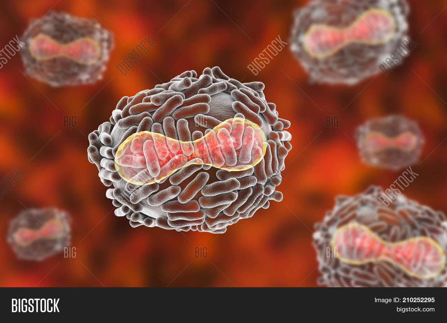 Variola Virus, Virus Image & Photo (Free Trial) | Bigstock