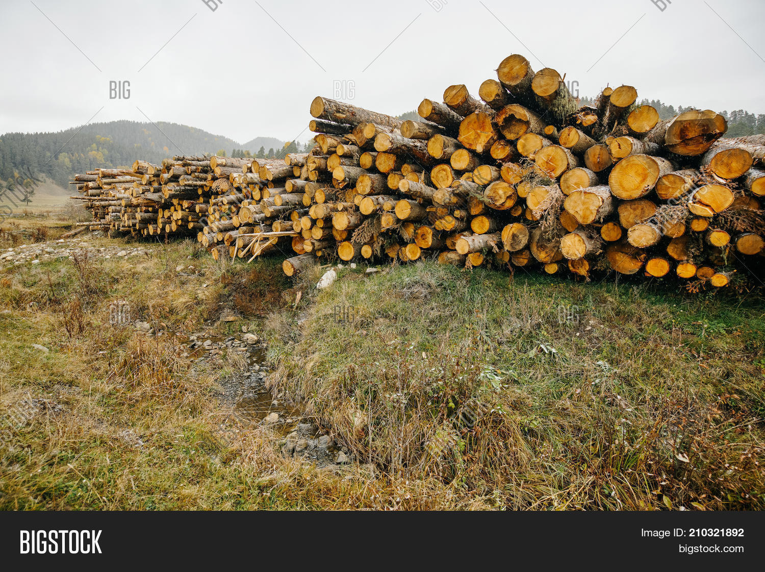 Cut Down Tree Trunks Image & Photo (Free Trial) | Bigstock