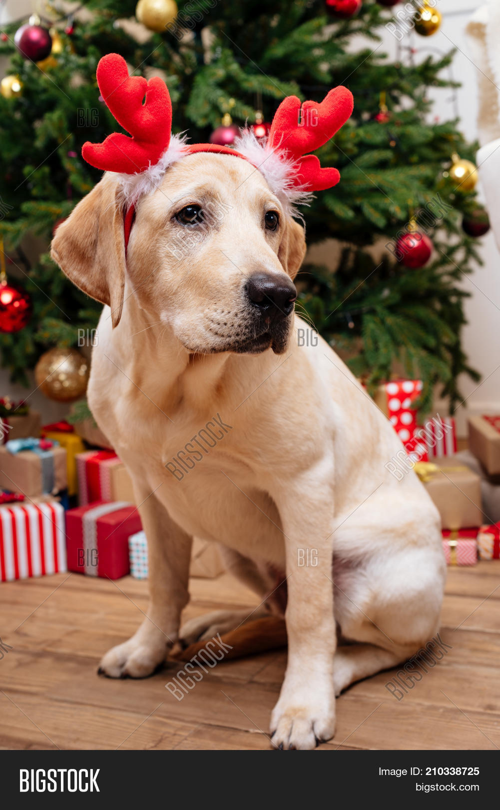 Labrador Christmas Image & Photo (Free Trial) | Bigstock