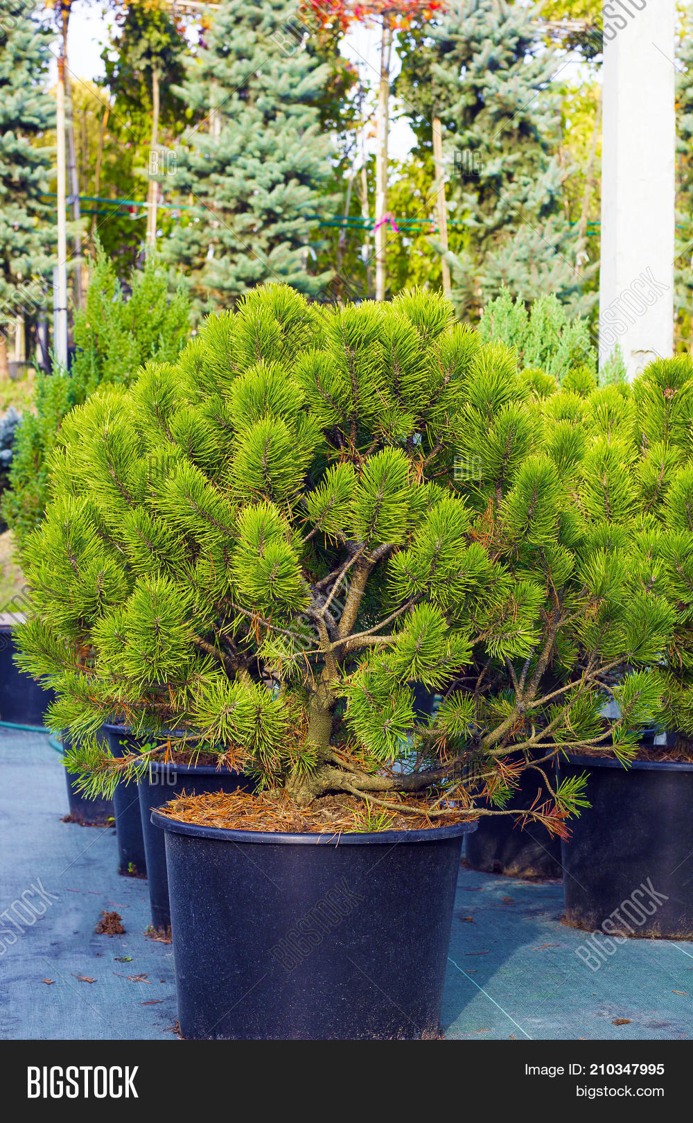 Small Pine Trees Sold Image & Photo (Free Trial) | Bigstock