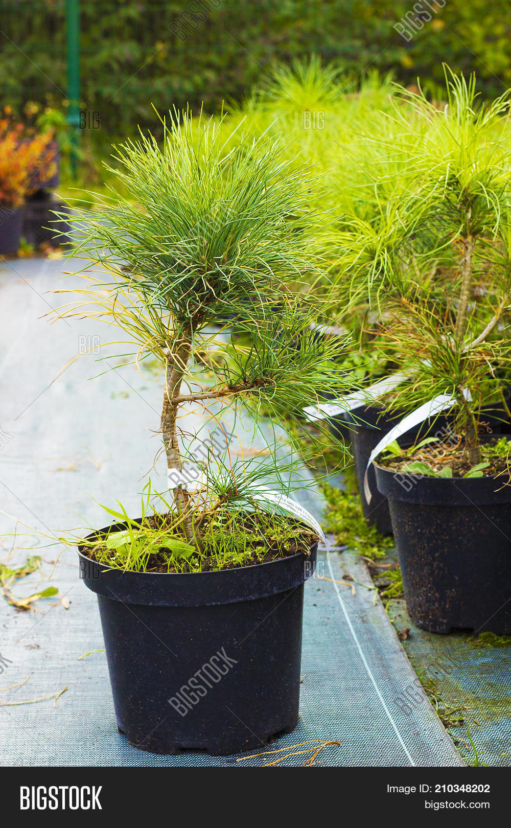 Small Pinus Nigra Tree Image & Photo (Free Trial) | Bigstock