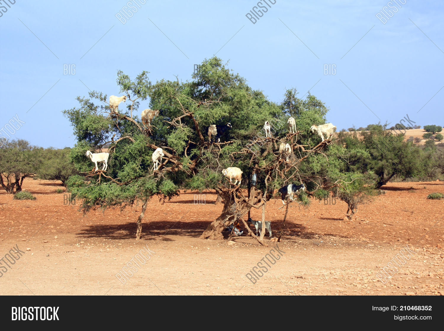 Famous Moroccan Scene Image & Photo (Free Trial) | Bigstock