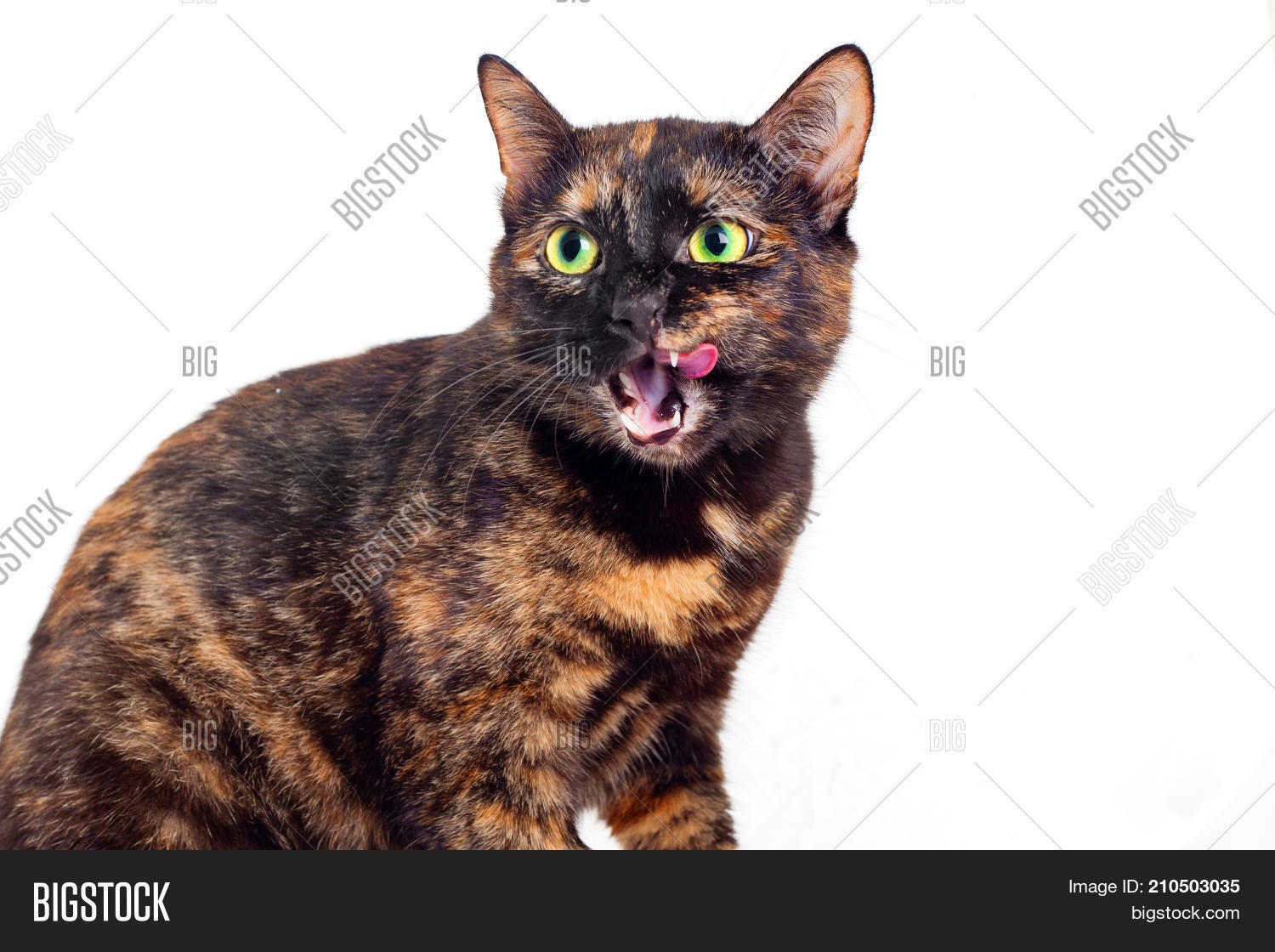 Motley Cat Licks Lips Image & Photo (Free Trial) | Bigstock