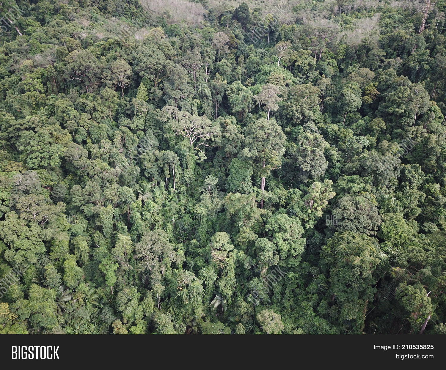 Tropical Rainforest. Image & Photo (Free Trial) | Bigstock