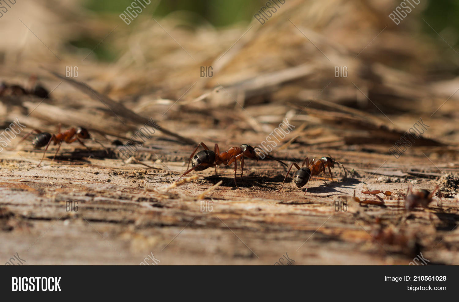 Some Red Wood Ants Image & Photo (Free Trial) | Bigstock