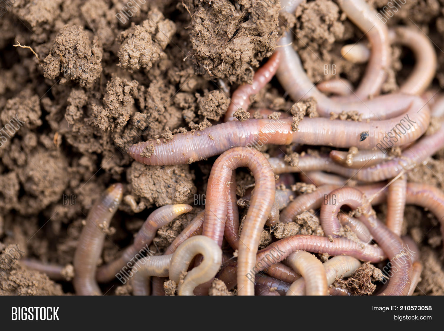 Earthworms On Soil. Image & Photo (Free Trial) | Bigstock