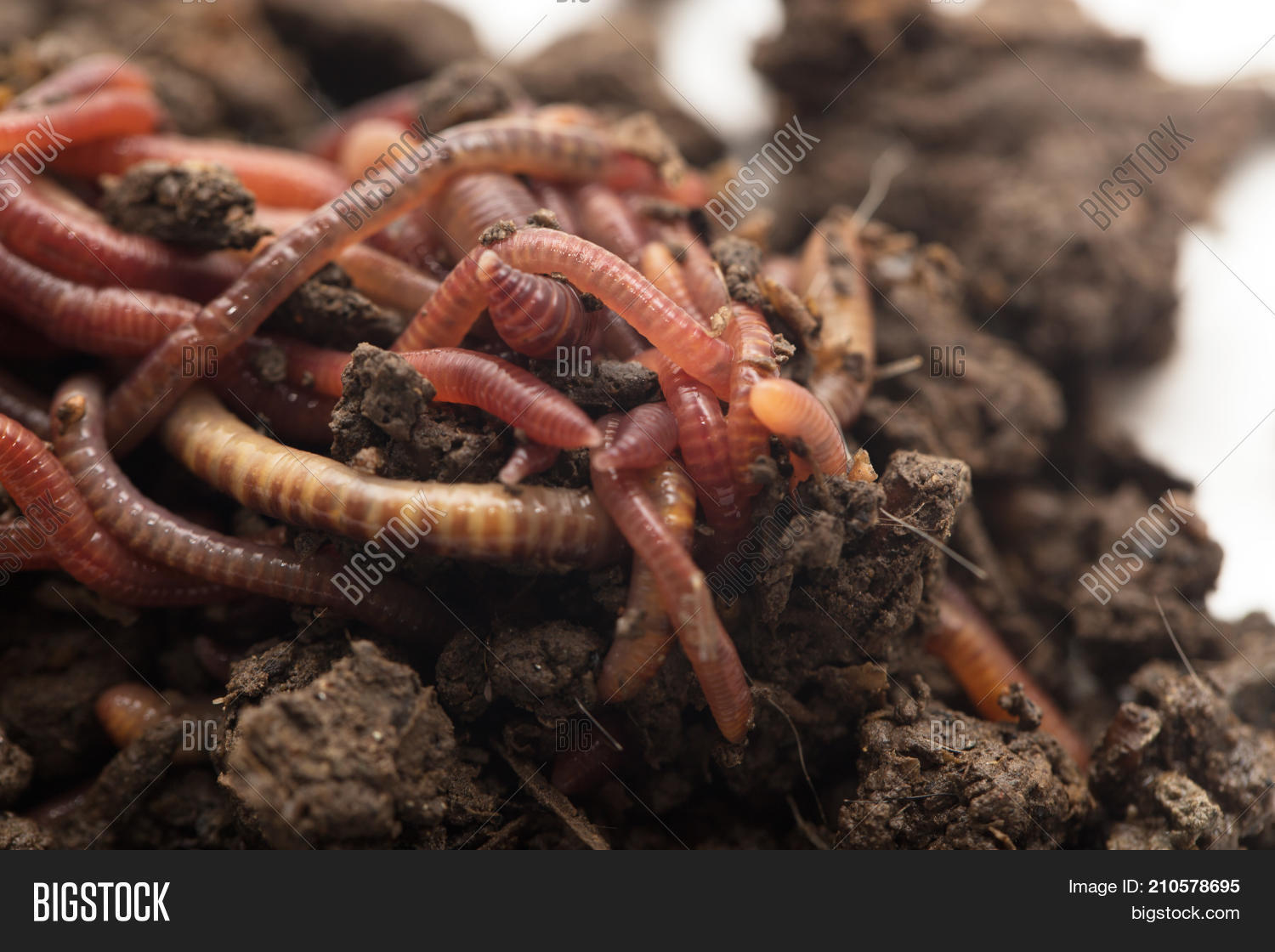 Worm Ground On White Image & Photo (Free Trial) | Bigstock