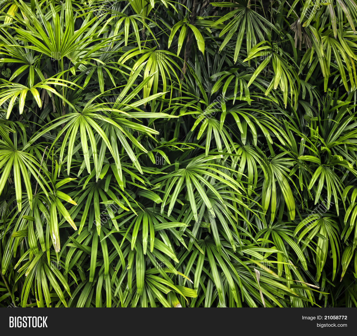 Tropical Asian Rain Image & Photo (Free Trial) | Bigstock