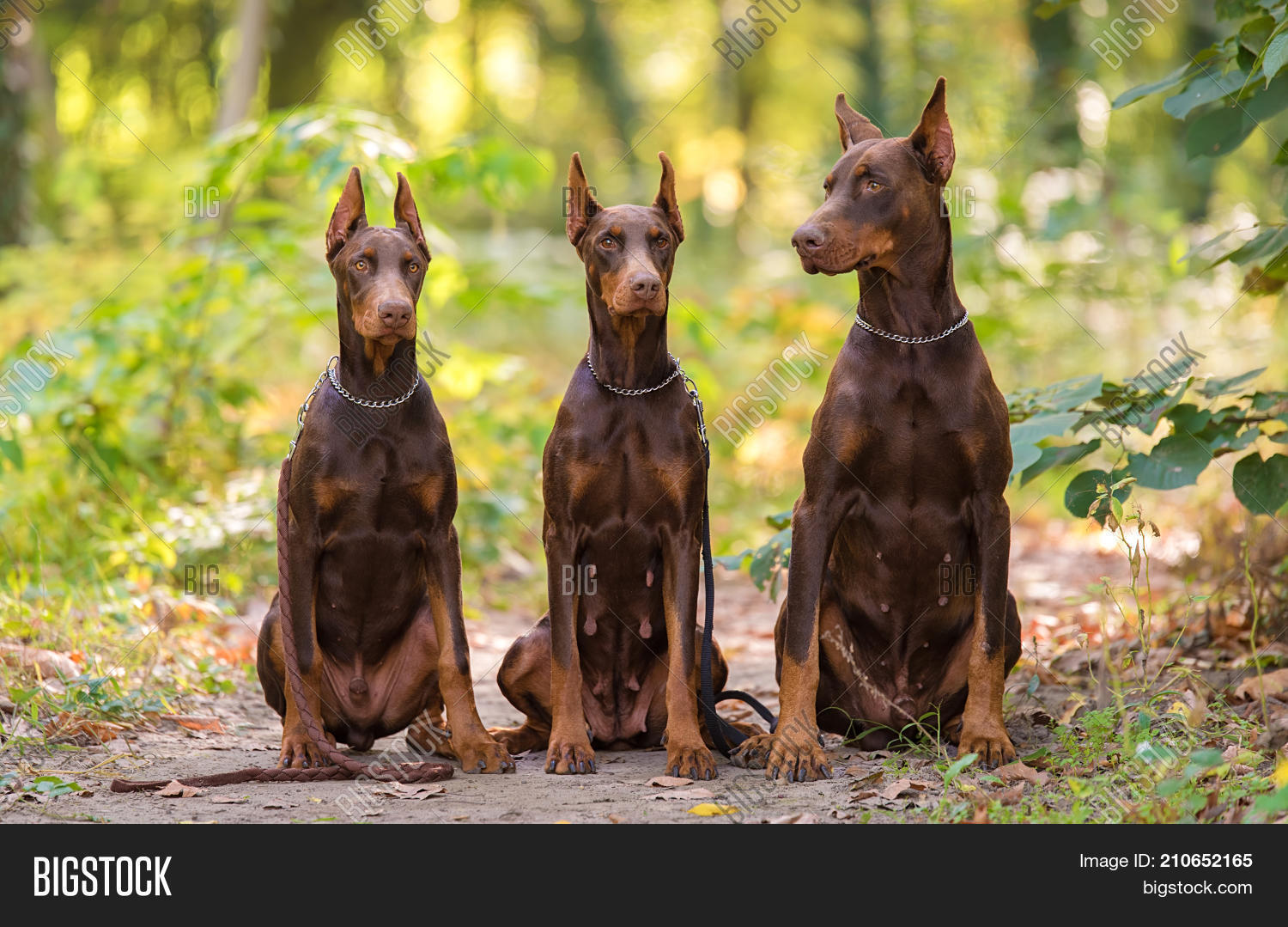 Three Doberman Pincher Image & Photo (Free Trial) | Bigstock