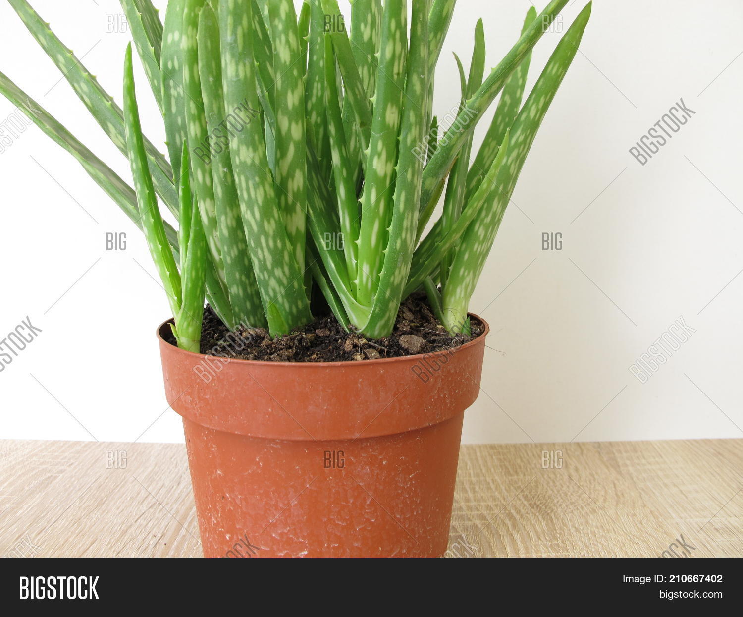 Green Aloe Vera Plant Image & Photo (Free Trial) | Bigstock
