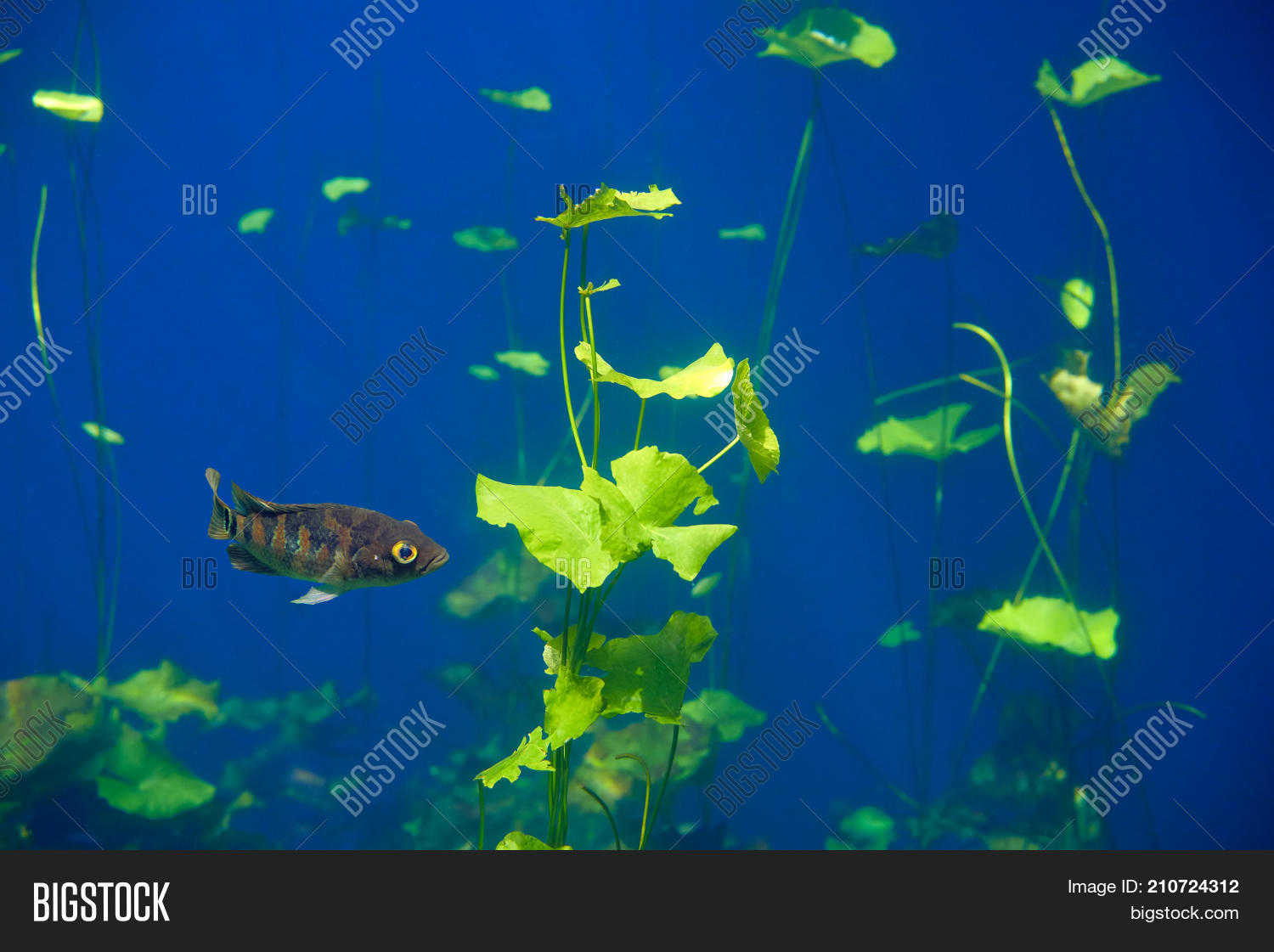 Mayan Cichlid Fish Image & Photo (Free Trial) | Bigstock