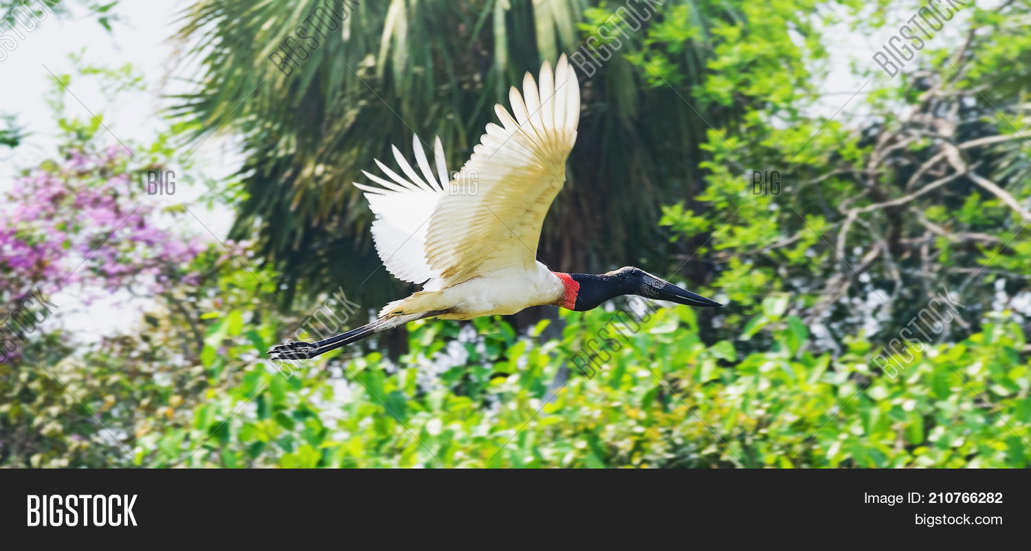 Tuiuiu Bird Flying Image & Photo (Free Trial) | Bigstock