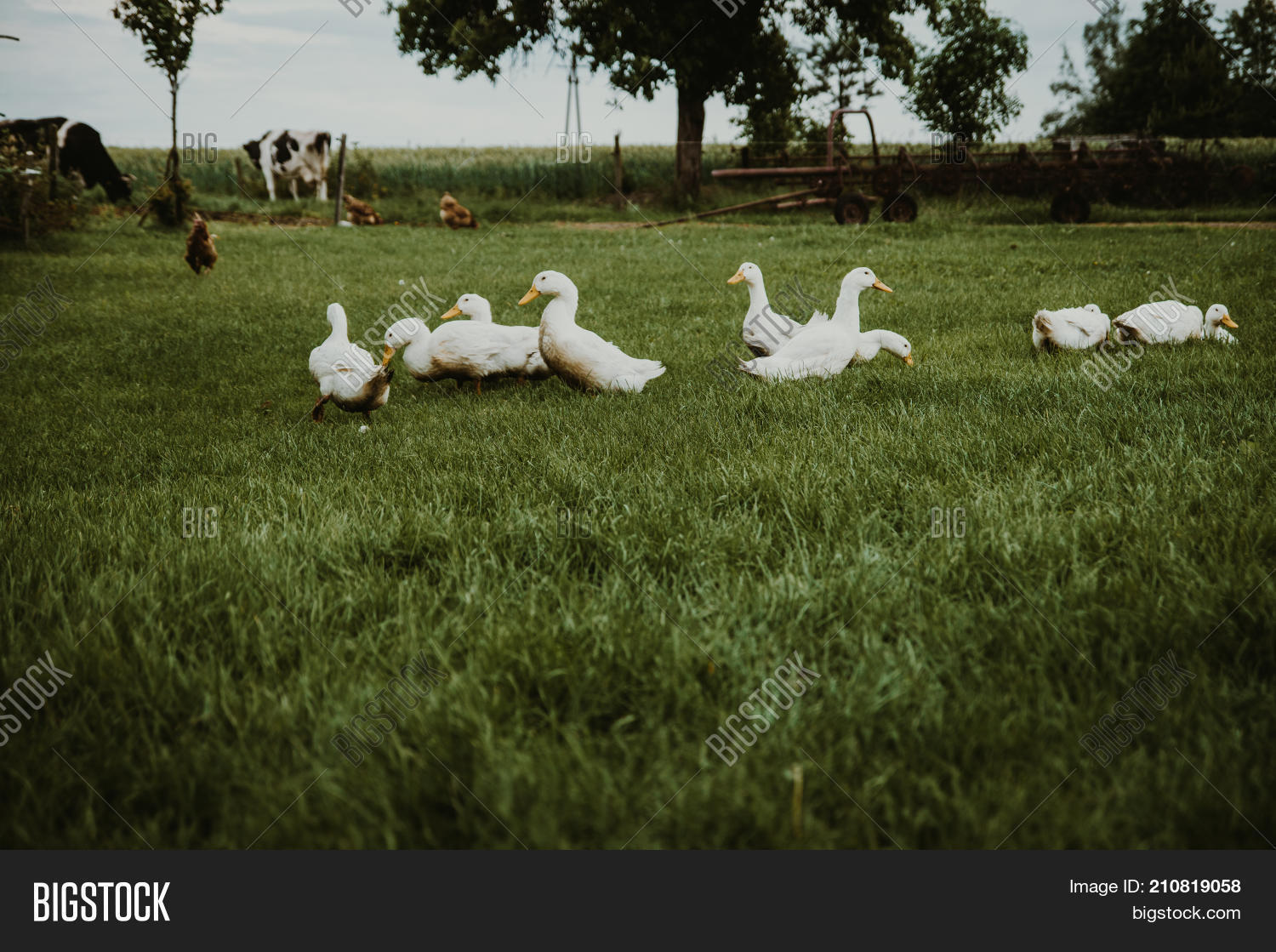 Group Ducks Image & Photo (Free Trial) | Bigstock