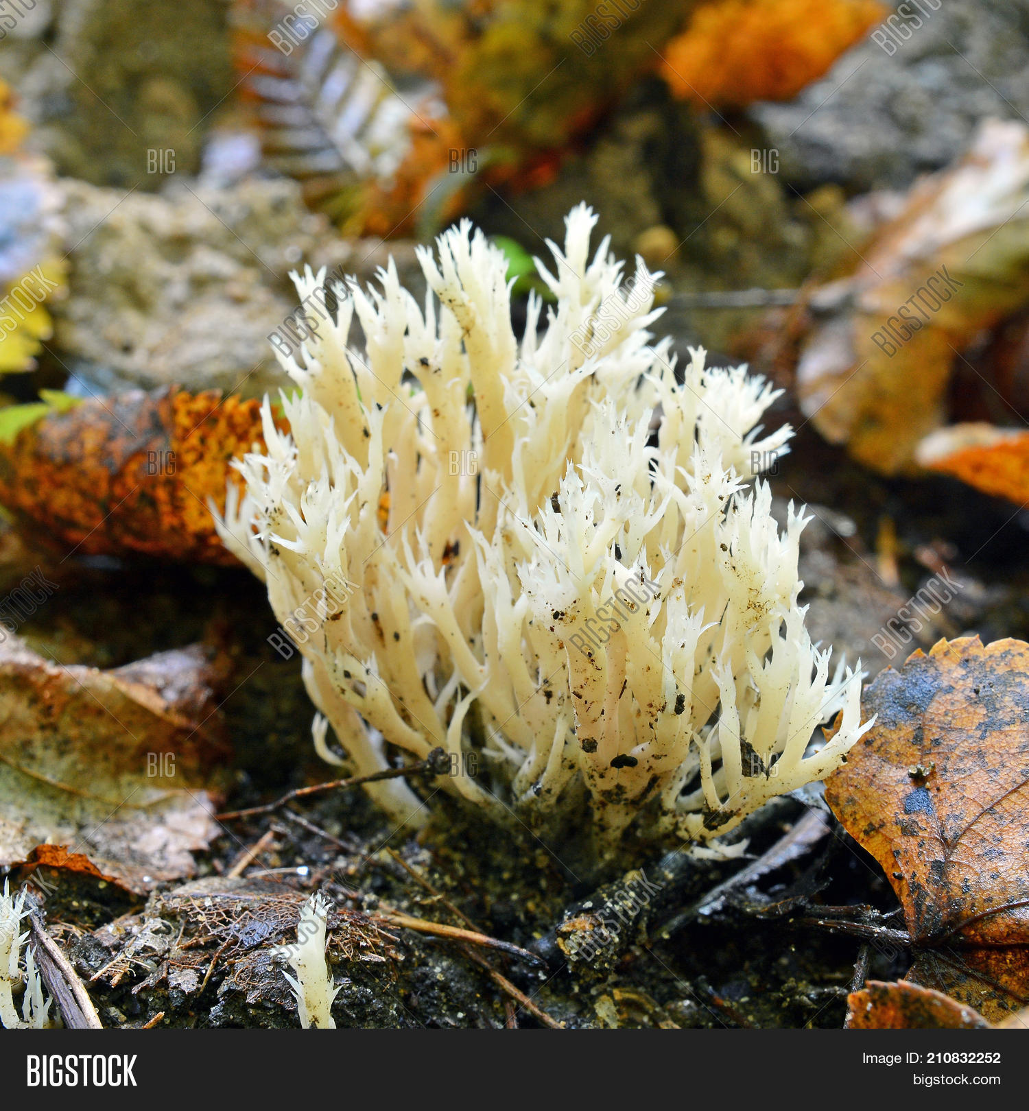 Clavulina Cristata Image & Photo (Free Trial) | Bigstock