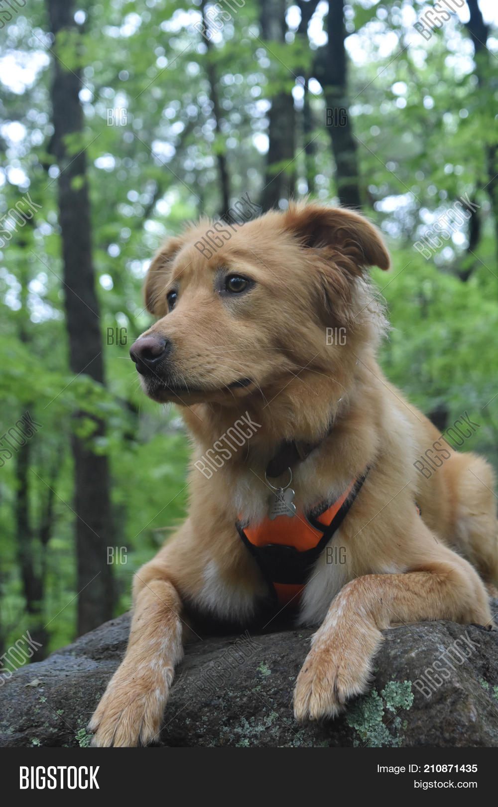 Cute Scotty Puppy Image & Photo (Free Trial) | Bigstock