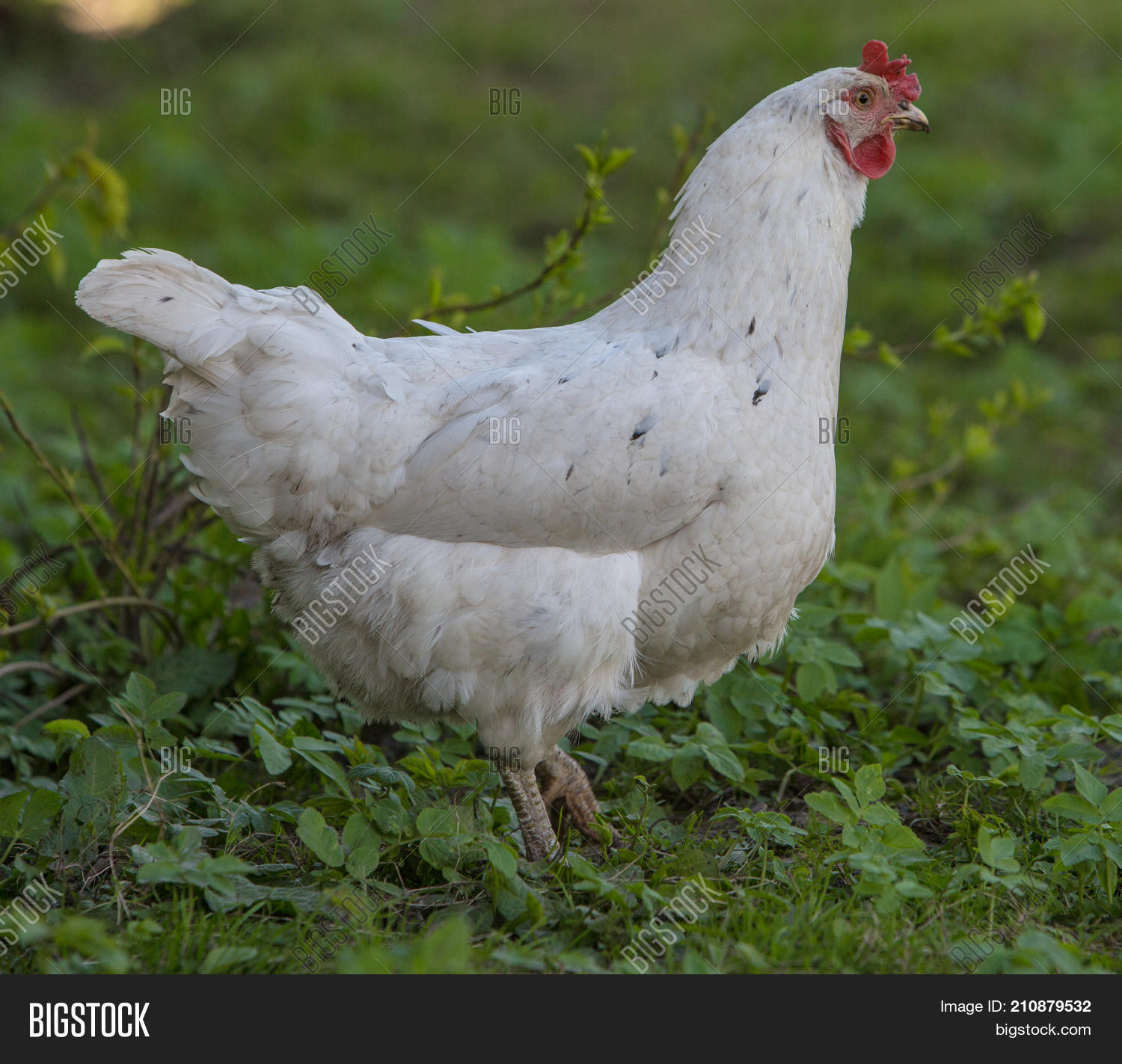 White Loose Chicken Image & Photo (Free Trial) | Bigstock