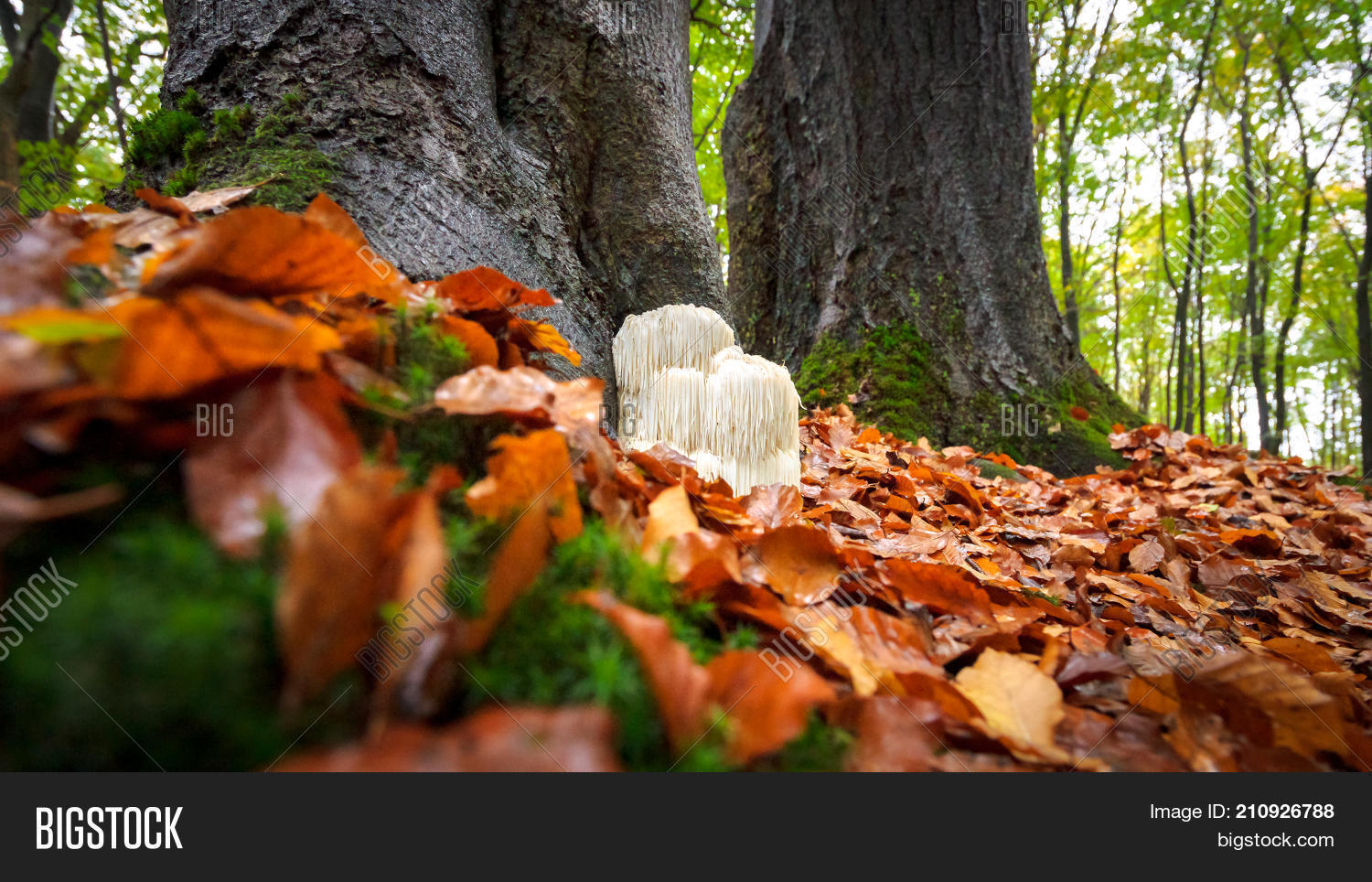 Rare Edible Lion's Image & Photo (Free Trial) | Bigstock
