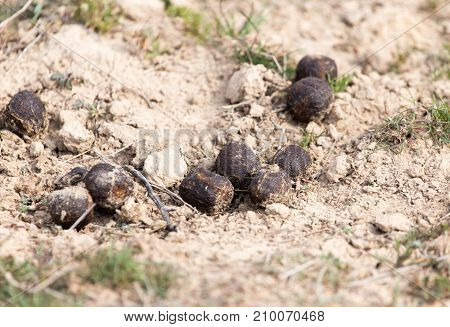 Horse Poo . Park Image & Photo (Free Trial) | Bigstock