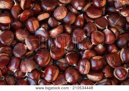 Ripe Chestnuts Close Image & Photo (Free Trial) | Bigstock