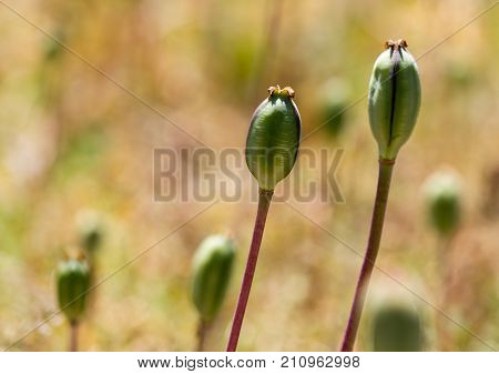 Closed Flower Bud Image & Photo (Free Trial) | Bigstock