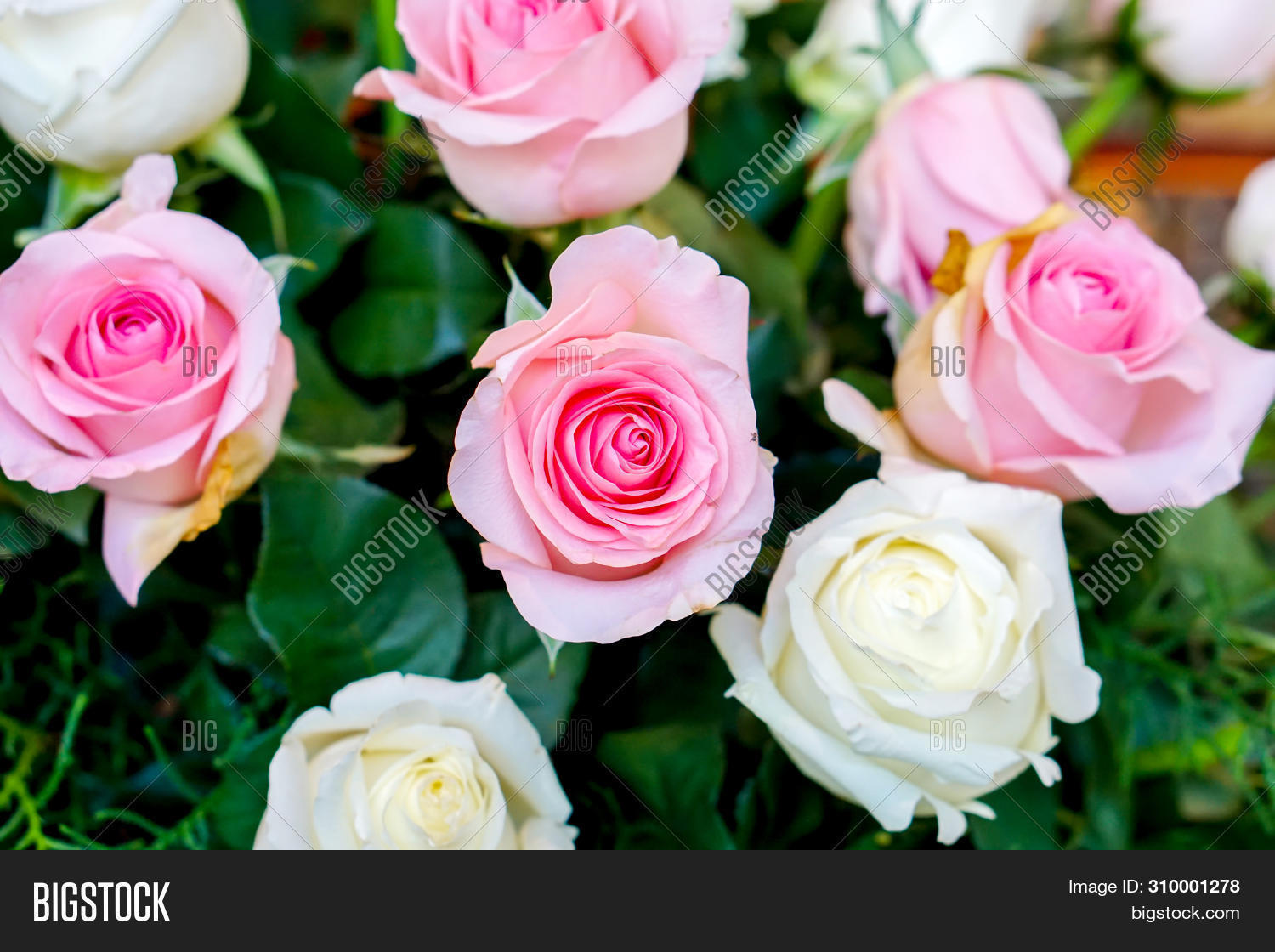 Top View Closeup Image & Photo (Free Trial) | Bigstock