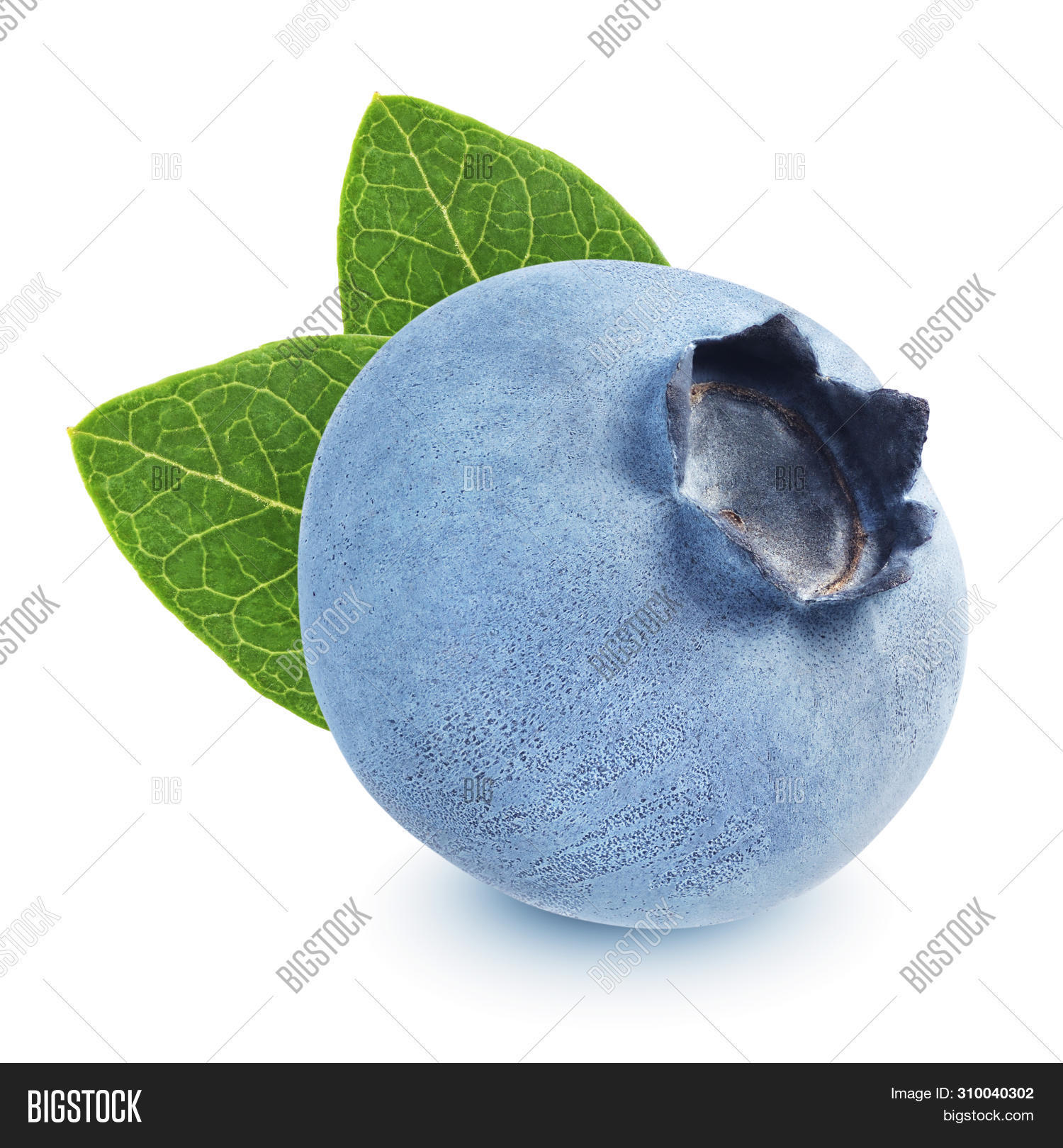 One Blueberry Leaves Image & Photo (Free Trial) | Bigstock