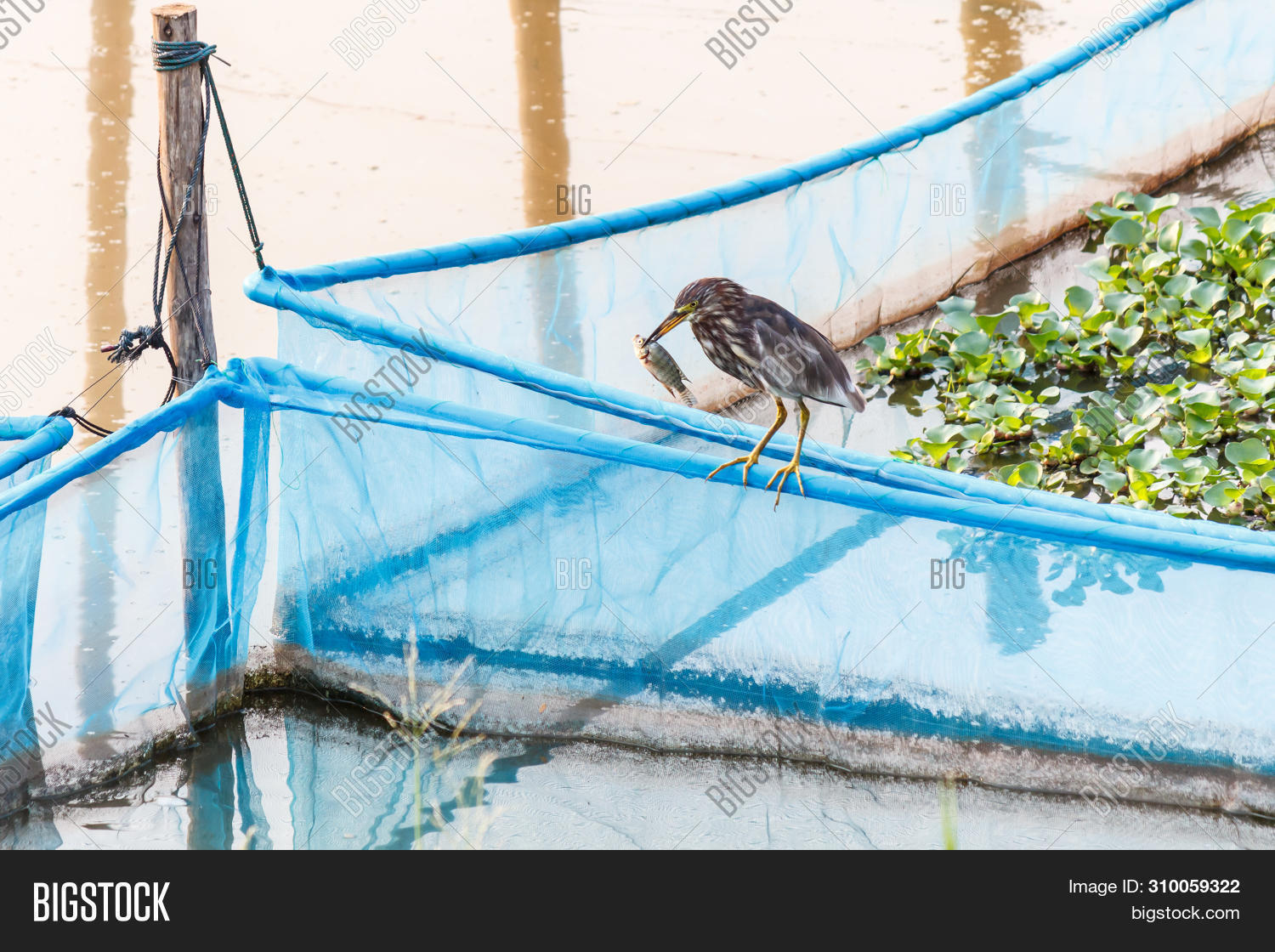 Chinese Pond Heron ( Image & Photo (Free Trial) | Bigstock