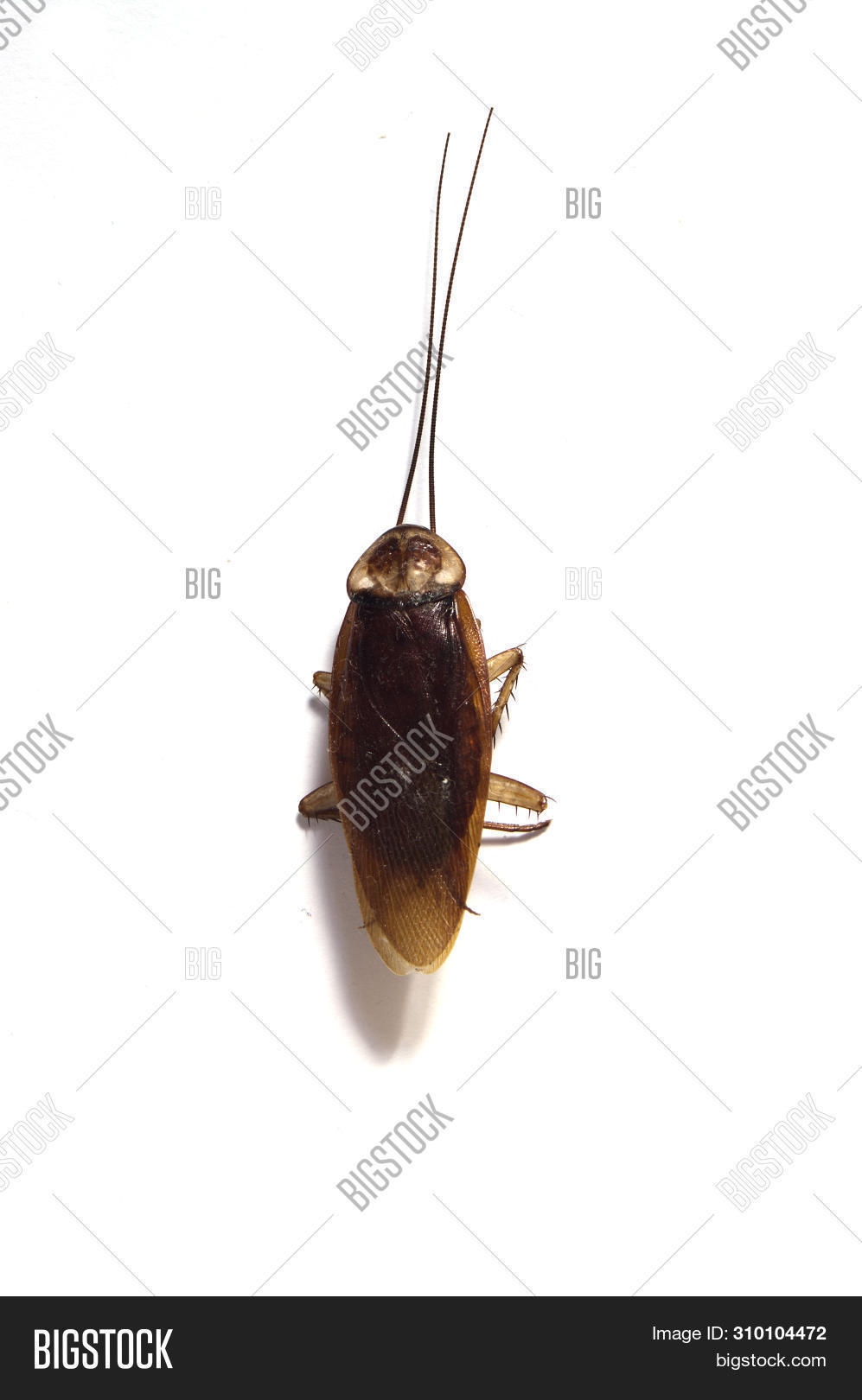 Dead Cockroach Face Image & Photo (Free Trial) | Bigstock