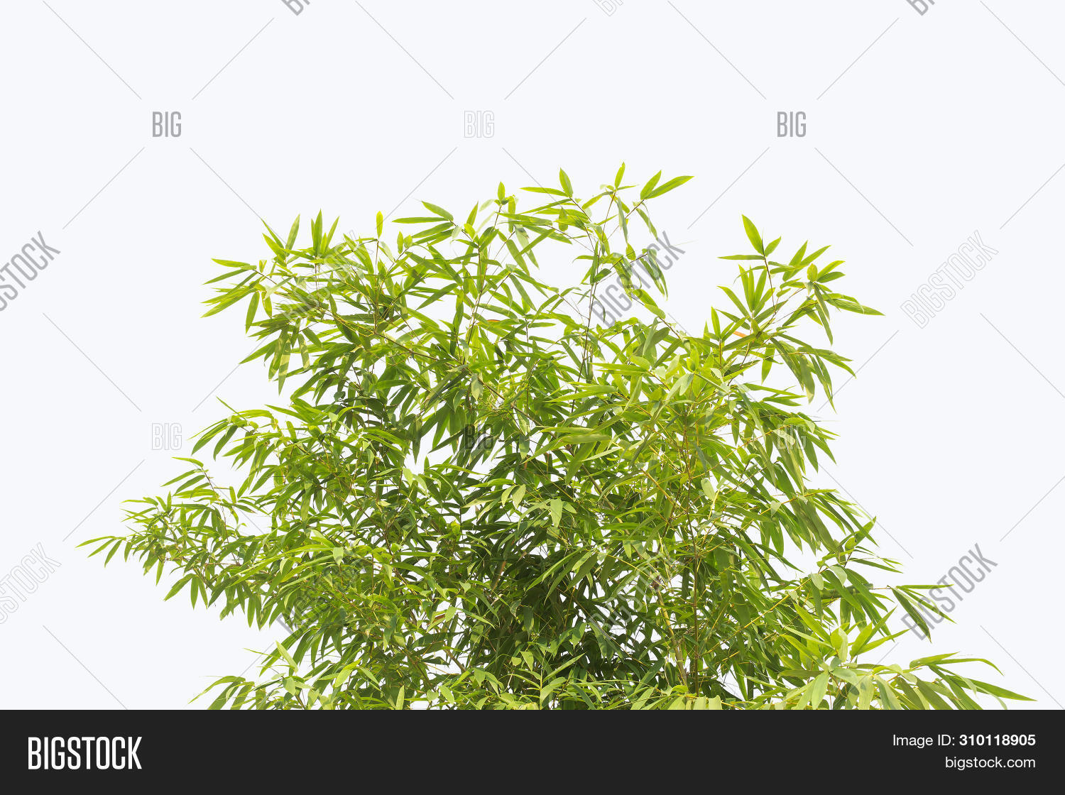 Bamboo. Isolated Tree Image & Photo (Free Trial) | Bigstock