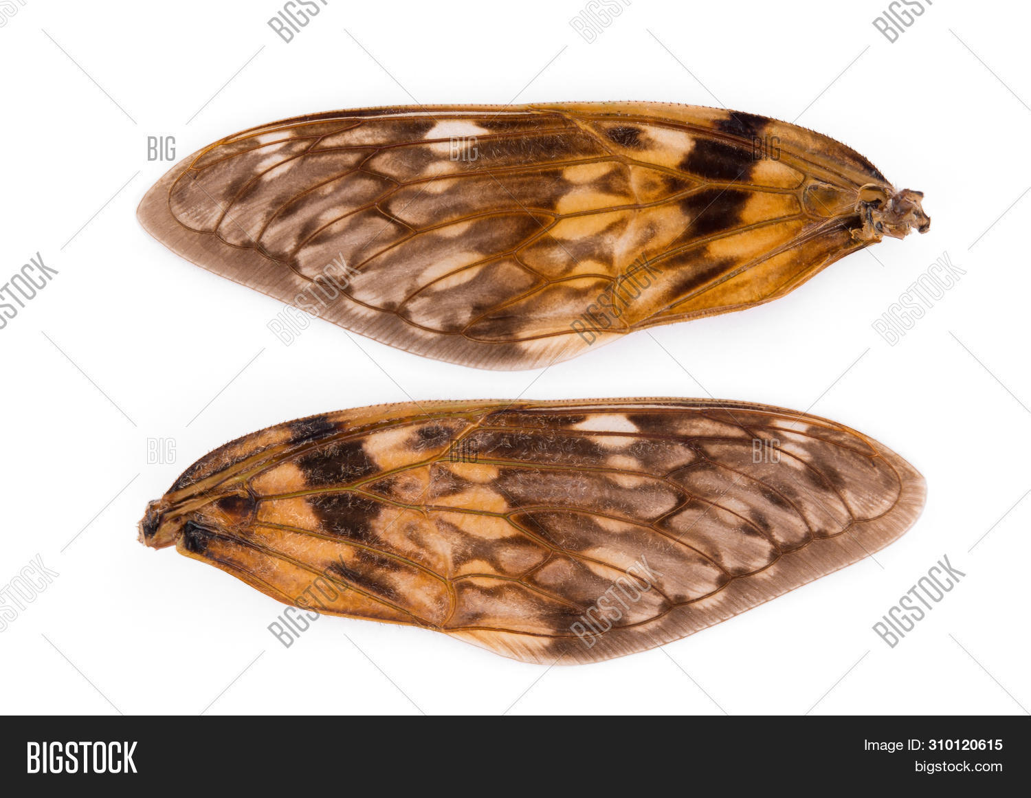Wings Insect Isolated Image & Photo (Free Trial) | Bigstock