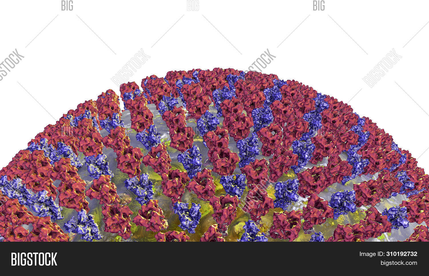 Measles Virus, Closeup Image & Photo (Free Trial) | Bigstock