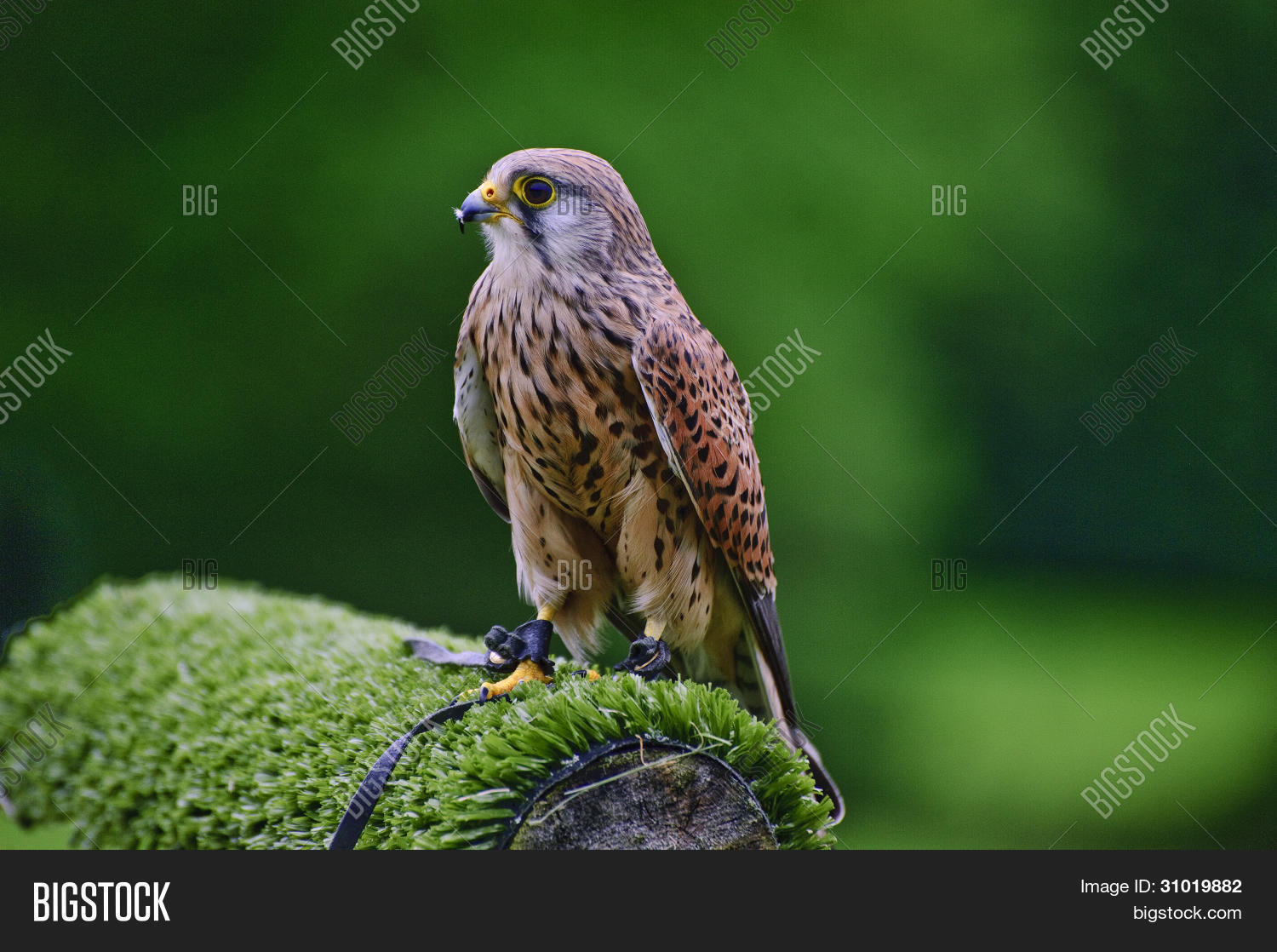 Male Kestrel Bird Prey Image & Photo (Free Trial) | Bigstock