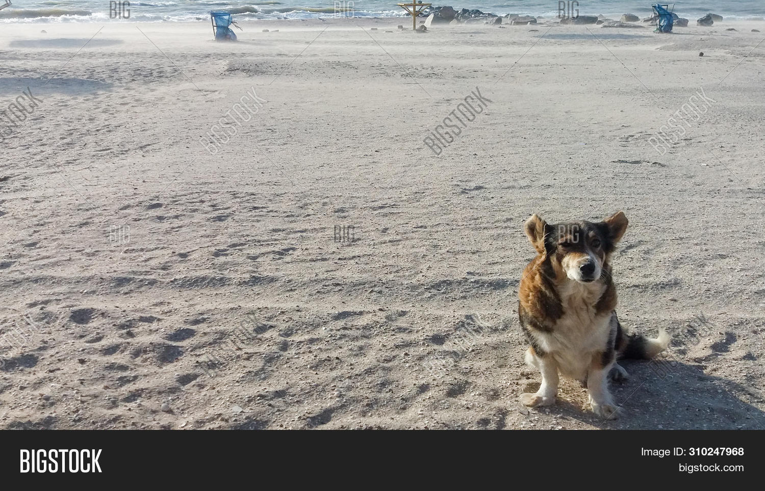 Dog Sand Beach On Image & Photo (Free Trial) | Bigstock