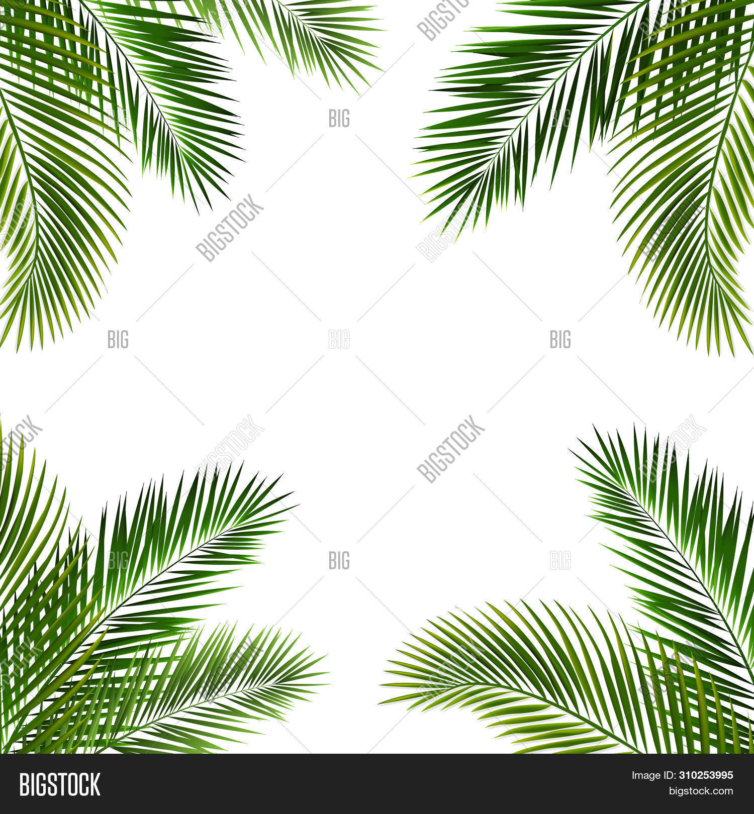 Frame Palm Leaf Image & Photo (Free Trial) | Bigstock