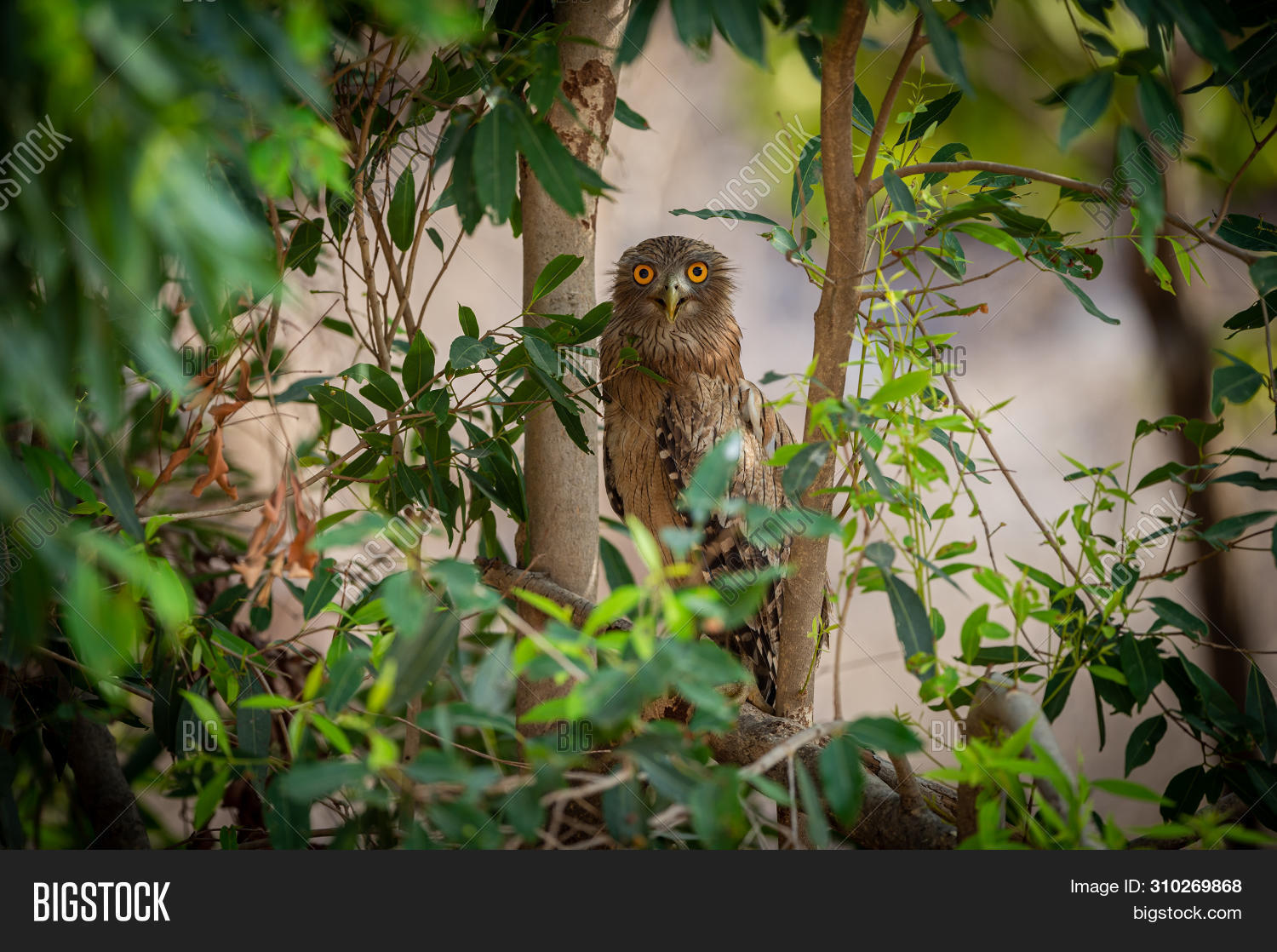 Brown Fish Owl Bubo Image & Photo (Free Trial) | Bigstock