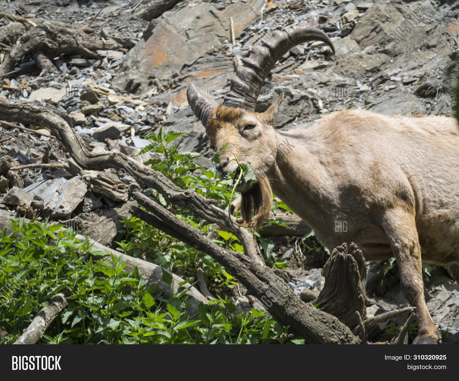 West Caucasian Tur Image & Photo (Free Trial) | Bigstock