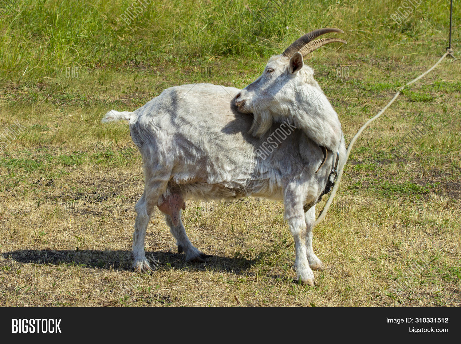 White Goat Scratching Image & Photo (Free Trial) | Bigstock