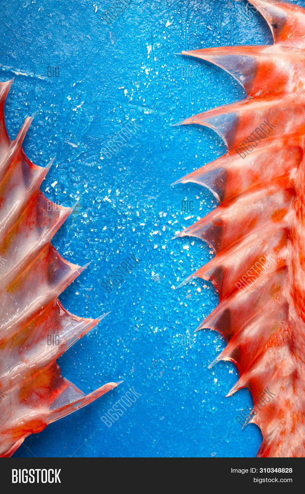 Sebastes Red Sea Bass Image & Photo (Free Trial) | Bigstock