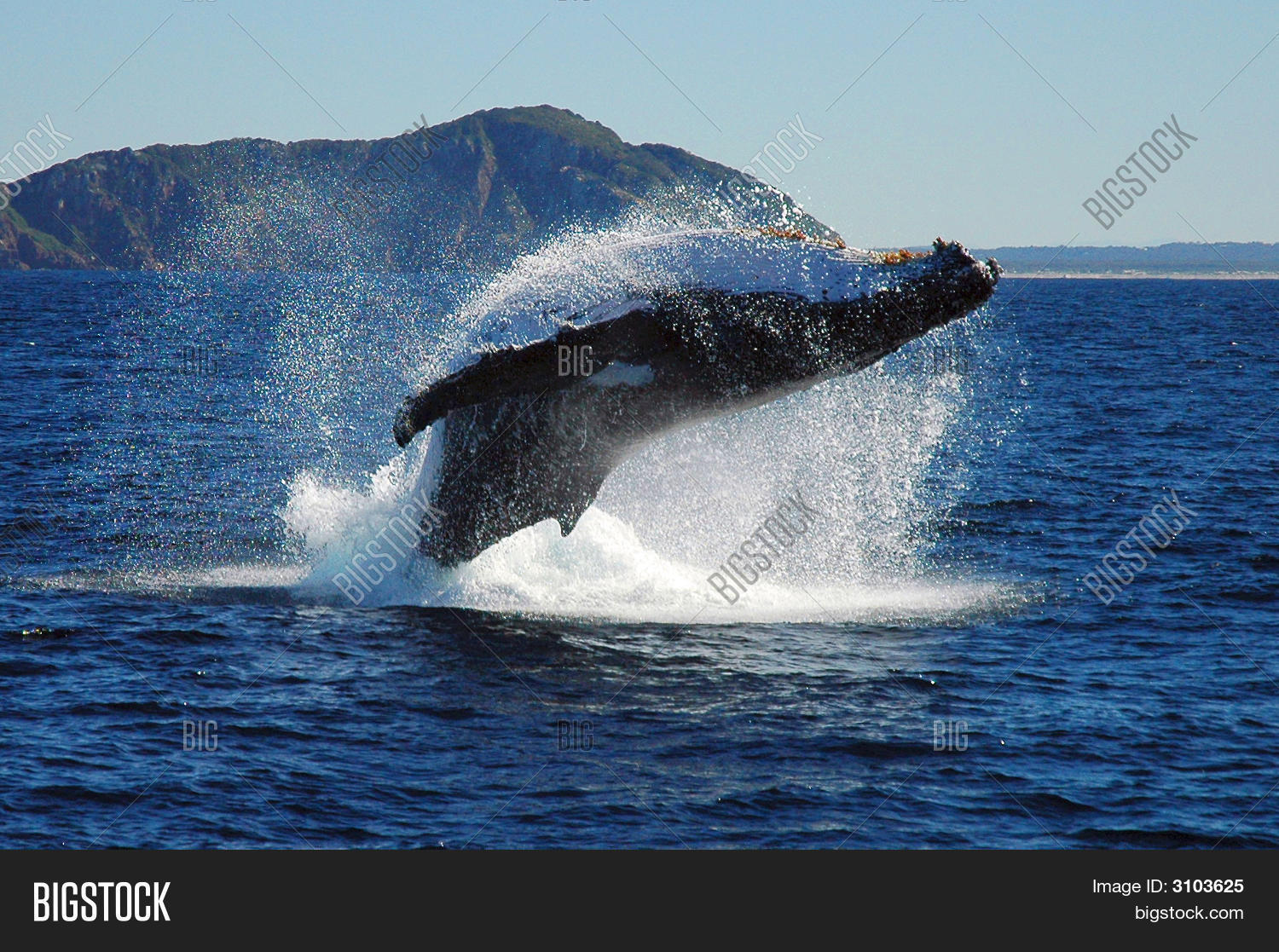 Whale Breaching Image & Photo (Free Trial) | Bigstock