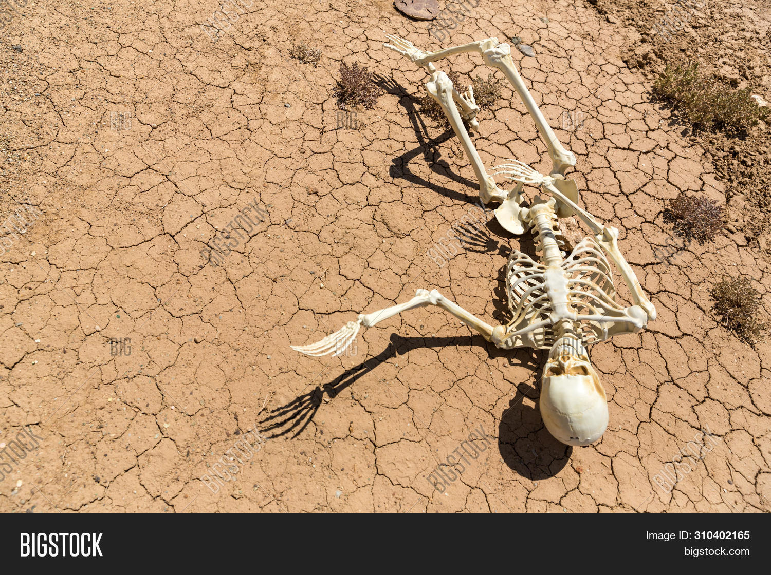Skeleton Parched Dead Image & Photo (Free Trial) | Bigstock