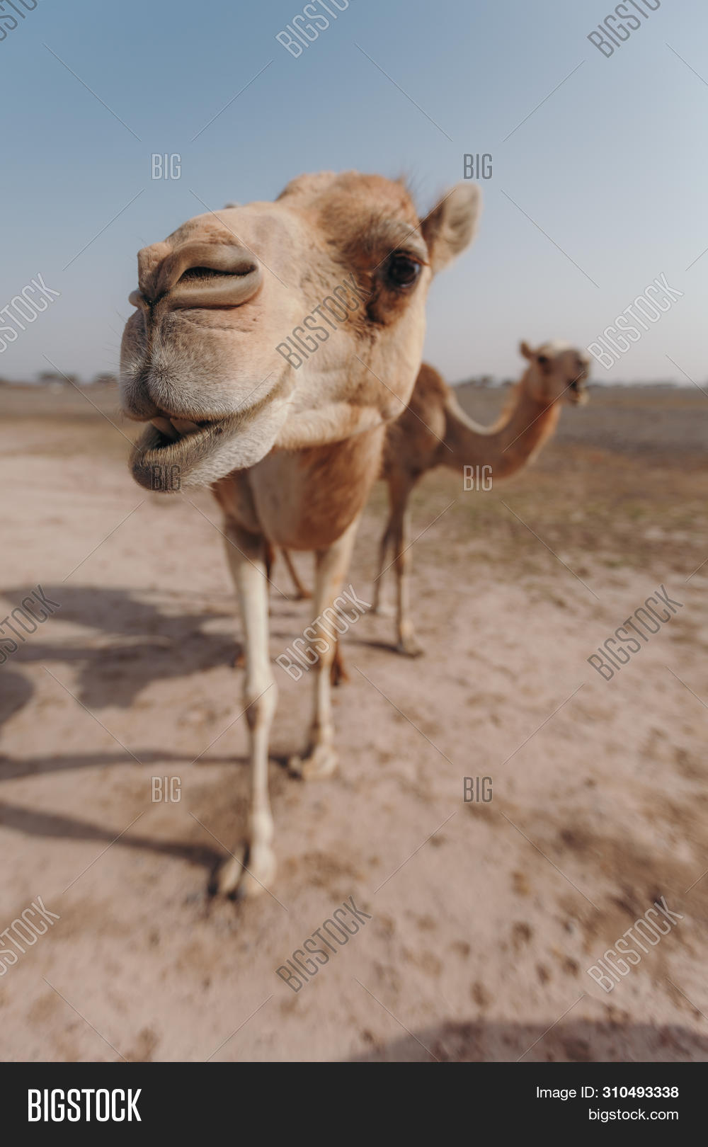 Two Camels Stand Image & Photo (Free Trial) | Bigstock