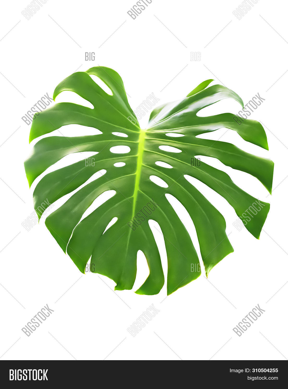 One Large Green Leaf Image & Photo (Free Trial) | Bigstock