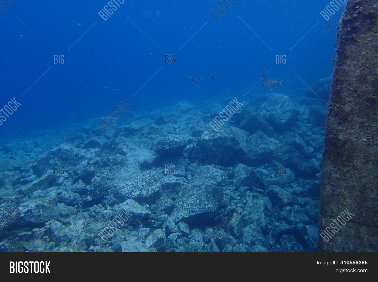 Beautiful Underwater Image & Photo (Free Trial) | Bigstock